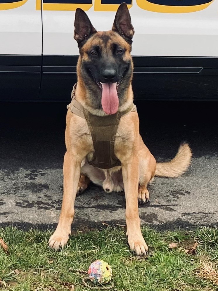 K-9 – The Borough of Wilson
